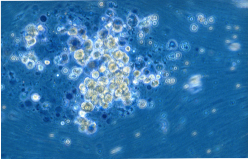 Liver Cell Isolation